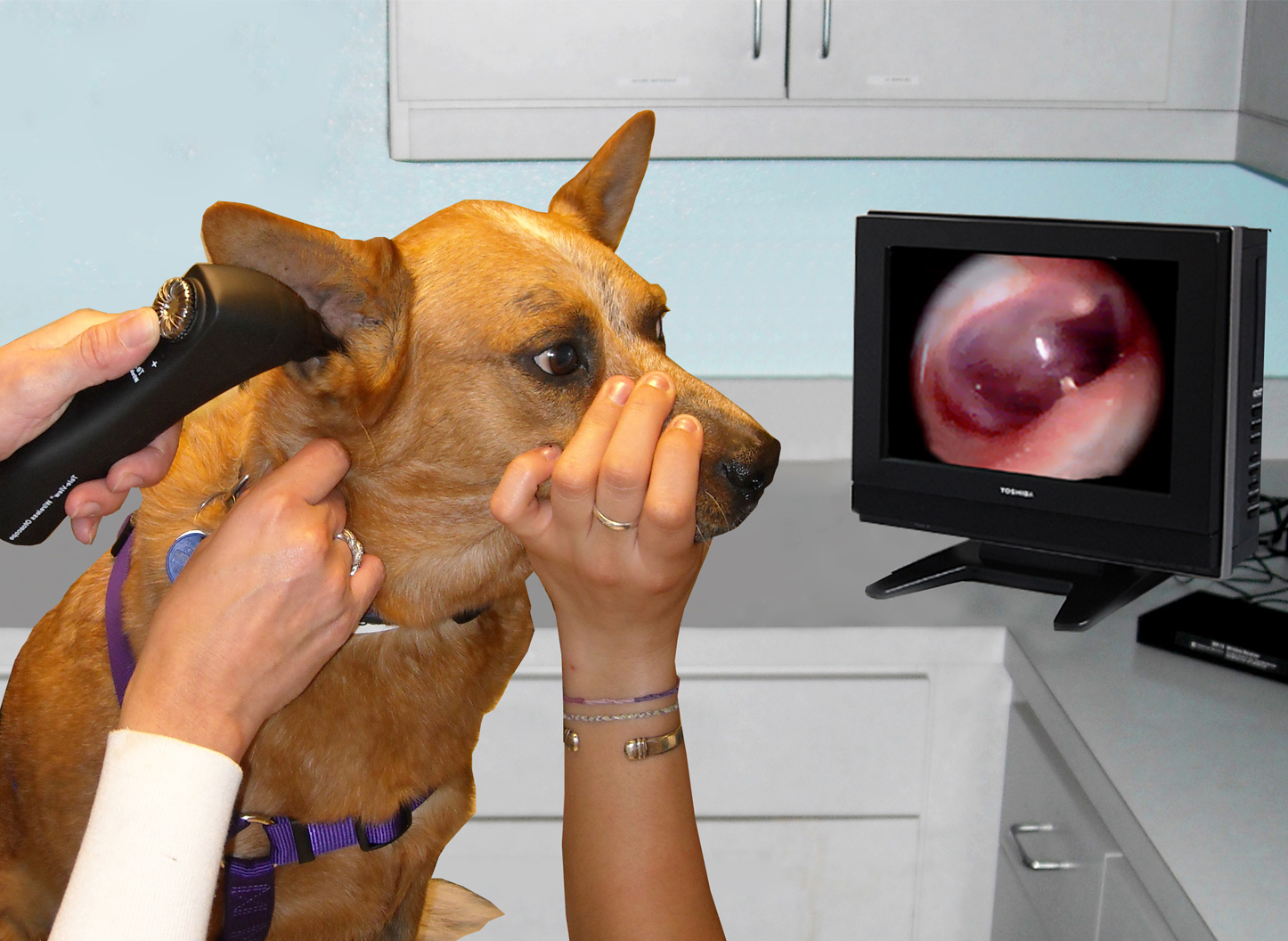 professional-vet-use